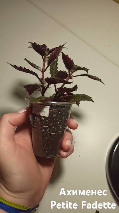 Ахименес Petite Fadette #plants #растения #цветы #геснериевые #ахименес ...