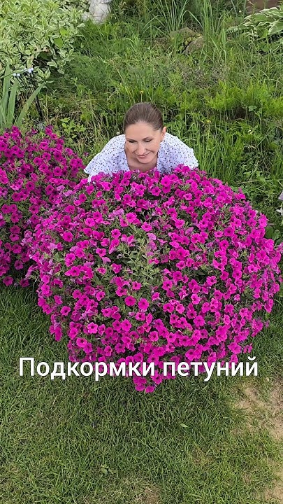 Подкормка петуний для пышного цветения #огород #дача #петунии #петуния ...