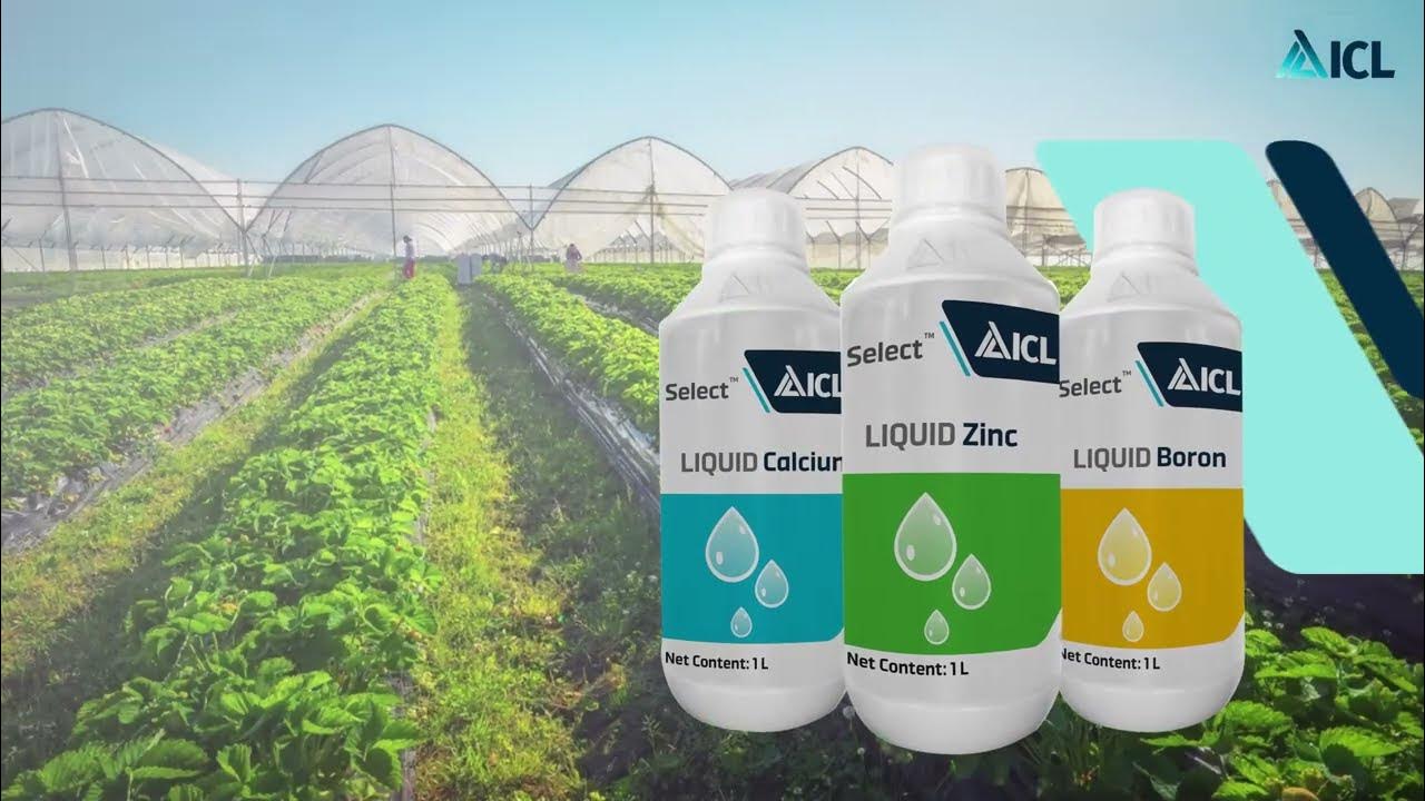 The launch of liquid fertilizers ICL Select Liquid Boron, Calcium & Zinc (English) | ICL India ...