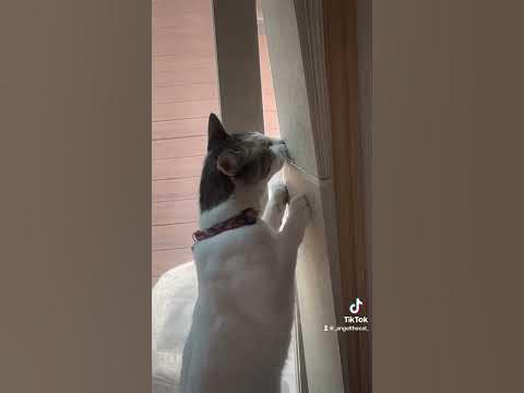 My cat sees something 😂 - YouTube