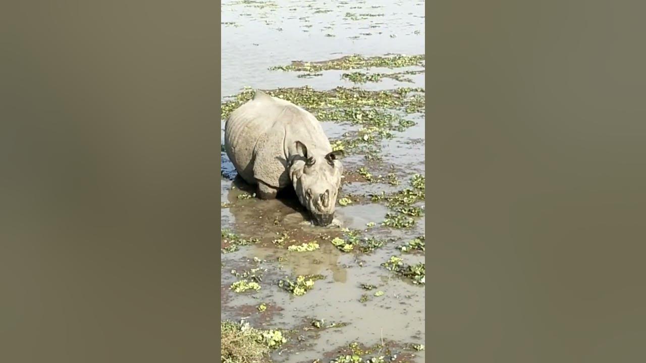 Kaziranga National Park - YouTube