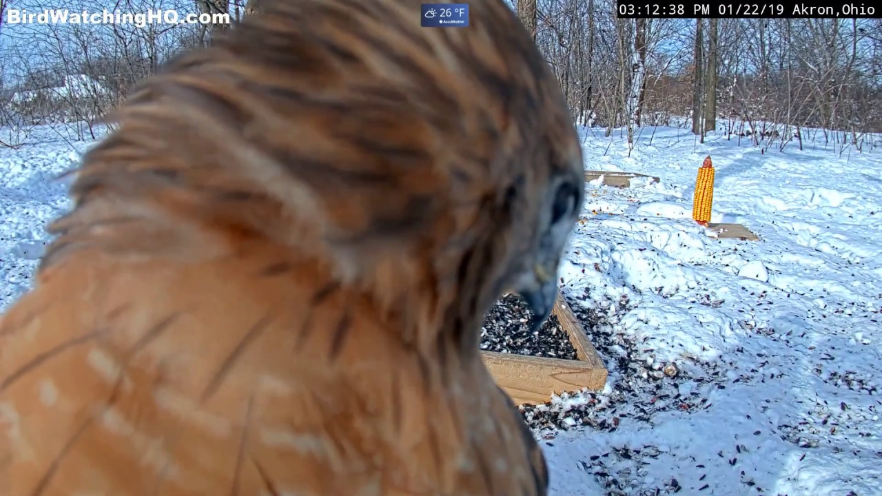 Hawk stares down camera then sits on top! - YouTube