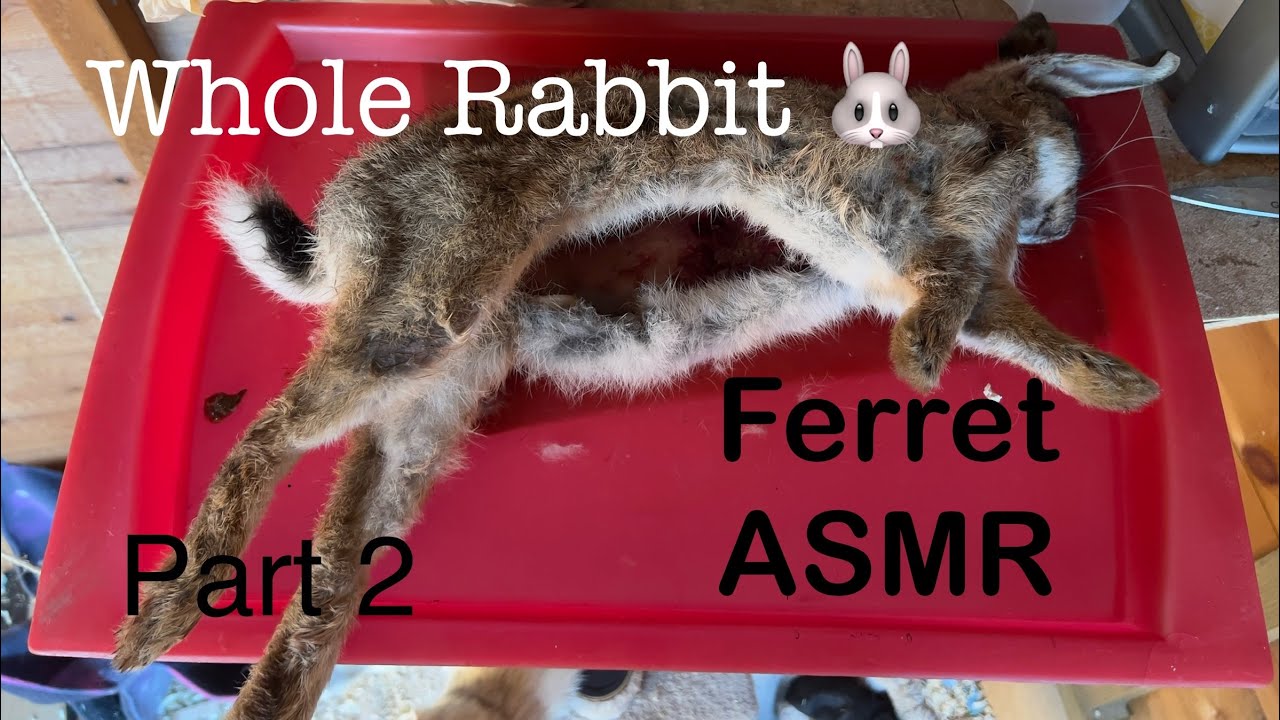 Ferret ASMR | Whole Prey Rabbit 🐰 | PART TWO - YouTube