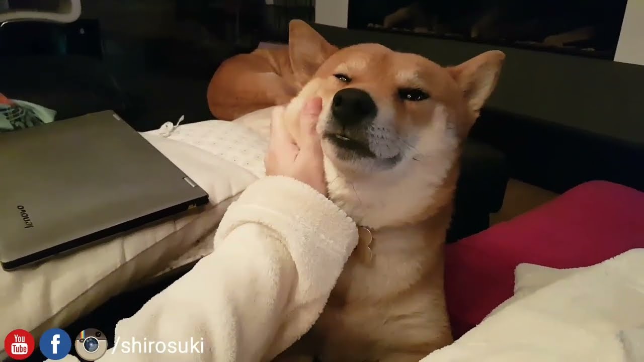 Dog begging for cuddles / Shiba Inu - YouTube