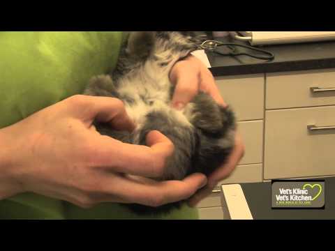 How to tell if your rabbit is a boy or a girl