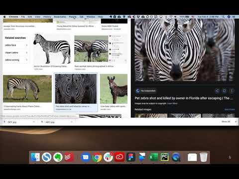 Image Classification + Streamlit [Okapi vs Zebra] - YouTube