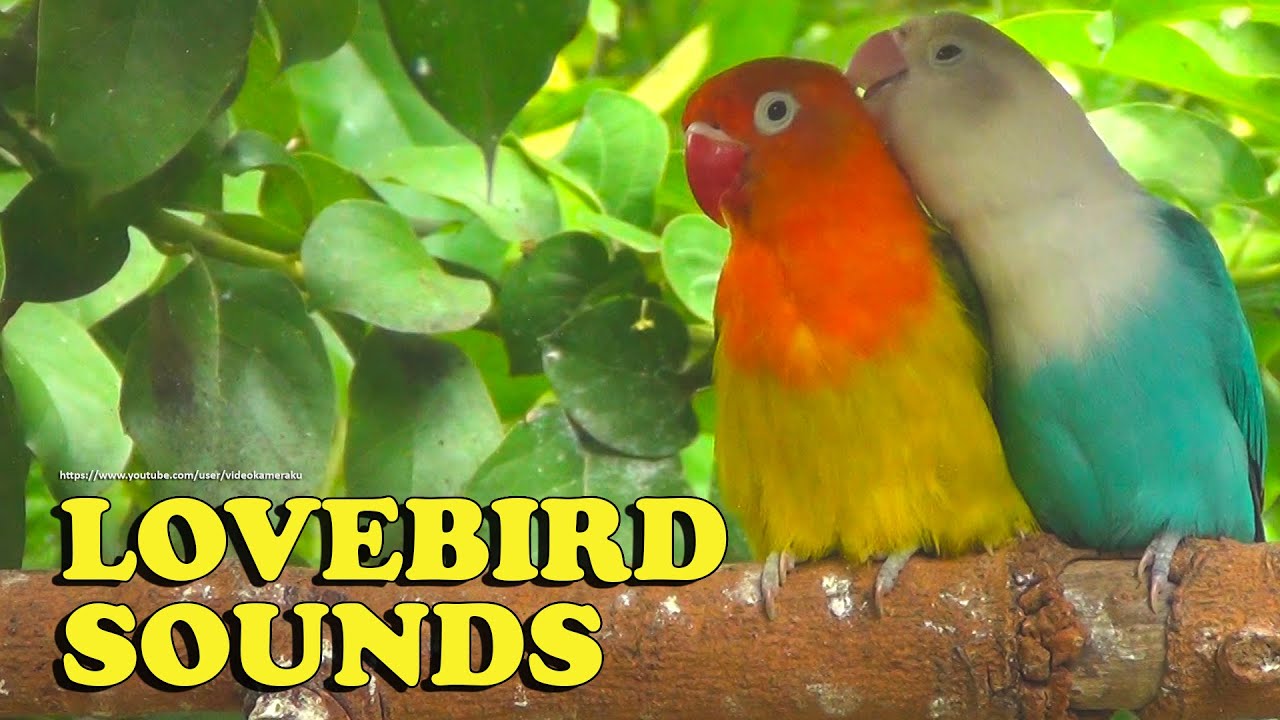 Lovebirds Chirping Sounds for Your Little Parrot Friends - YouTube