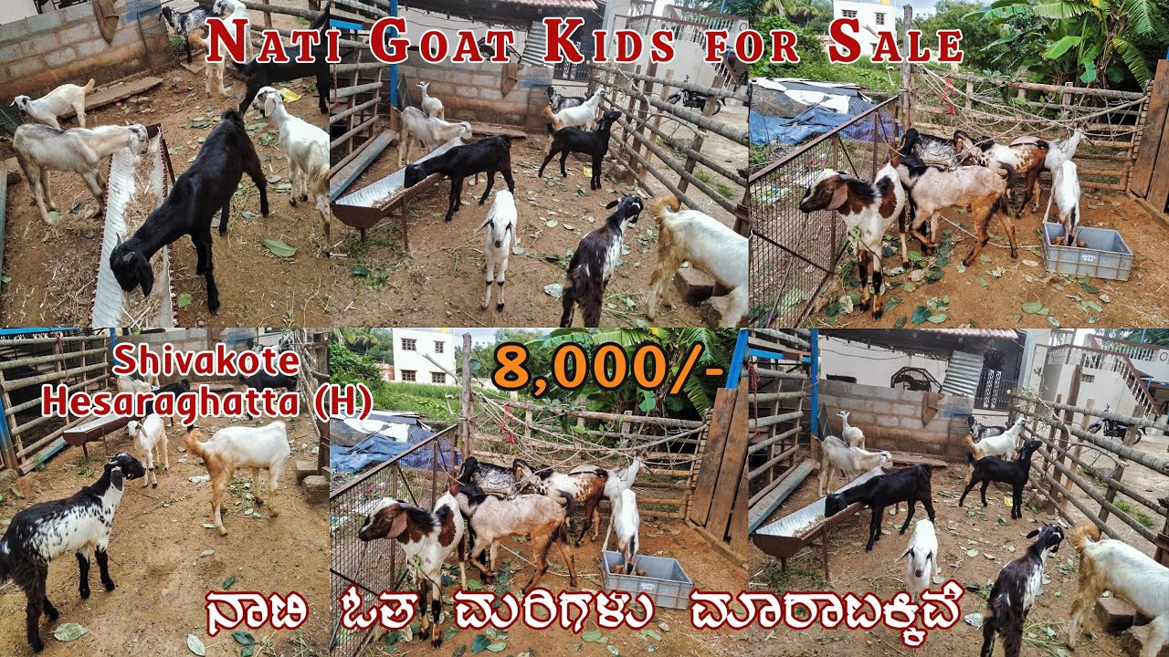 Nati Goat Kids for Sale at Shivakote in Hesaraghatta Hobli near ...