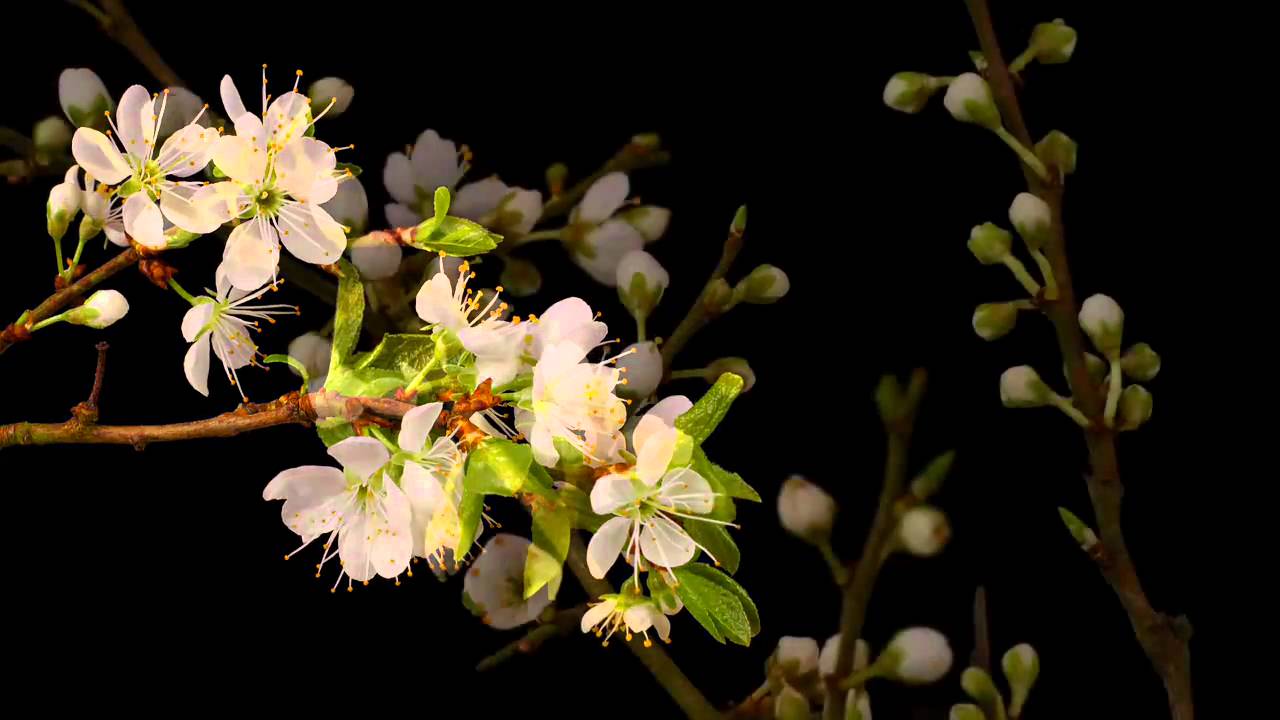 White Blossoms flowering time lapse - YouTube
