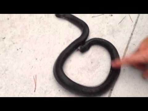 Hognose snake playing dead - YouTube