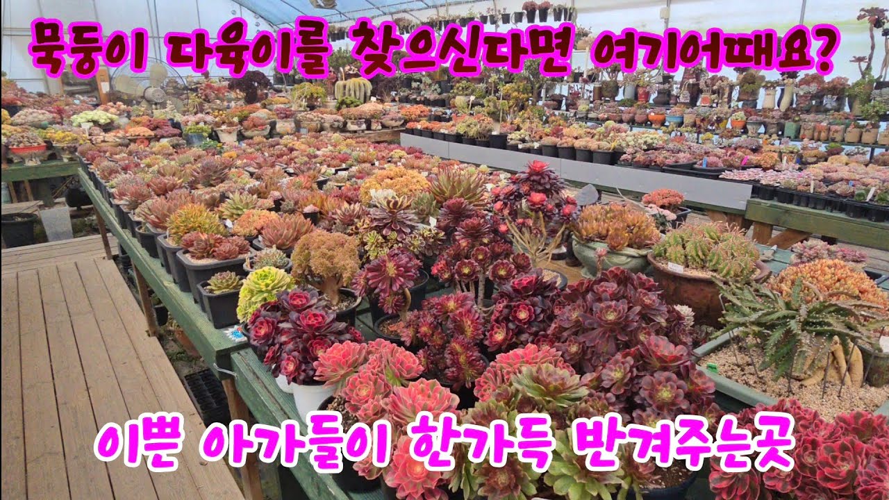 이쁜 수제화분 묵둥이 다육이들이 반겨주는 다육이매장 보물들이 즐비한 다육이매장 알록달록 이쁜 다육이가 많은곳 묵둥이 국민이