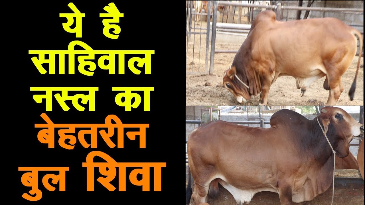 ये है साहिवाल नस्ल का बेहतरीन बुल शिवा | Top Bull of Sahiwal Breed ...