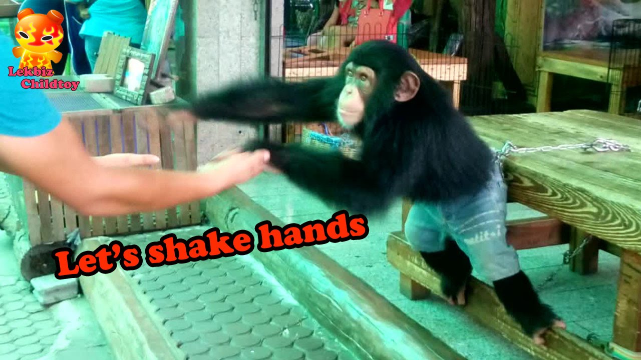 Chimpanzee : Let's shake hands @Samutprakarn Zoo - YouTube
