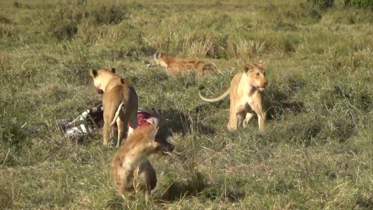Hyenas harassing lionesses flee at the sight of a male lion - YouTube