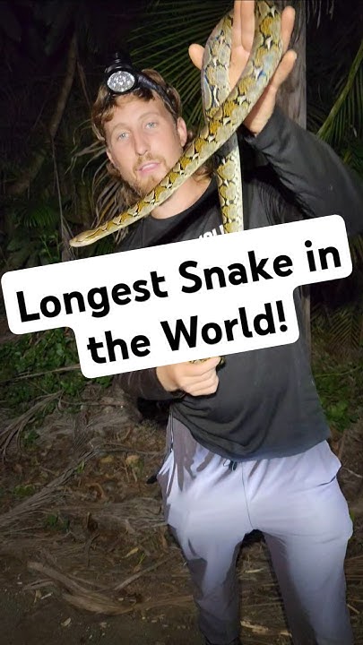 LONGEST SNAKE IN THE WORLD! #fyp #foryou #explorepage #explore #python ...