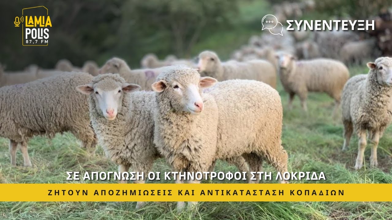 Σε απόγνωση οι κτηνοτρόφοι στη Λοκρίδα: Ζητούν αποζημιώσεις - YouTube