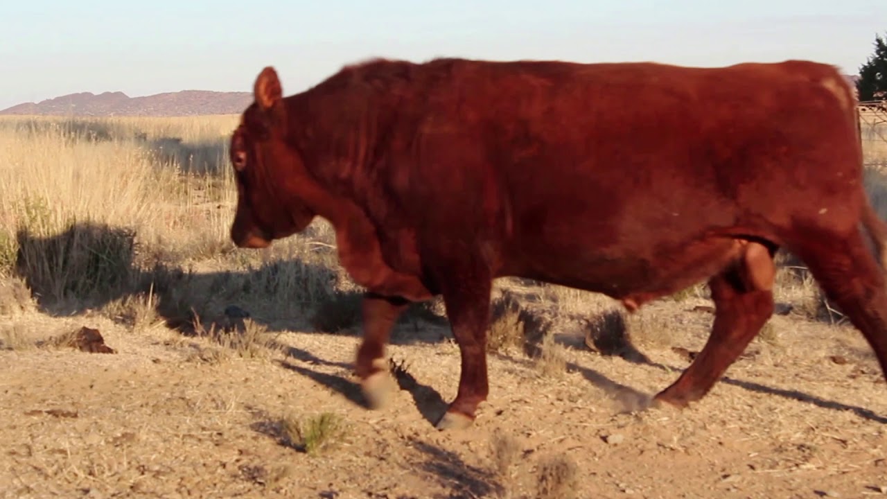 BKB | Transgariep Angus & Afrigus | LOT 31 Bull 953 - YouTube