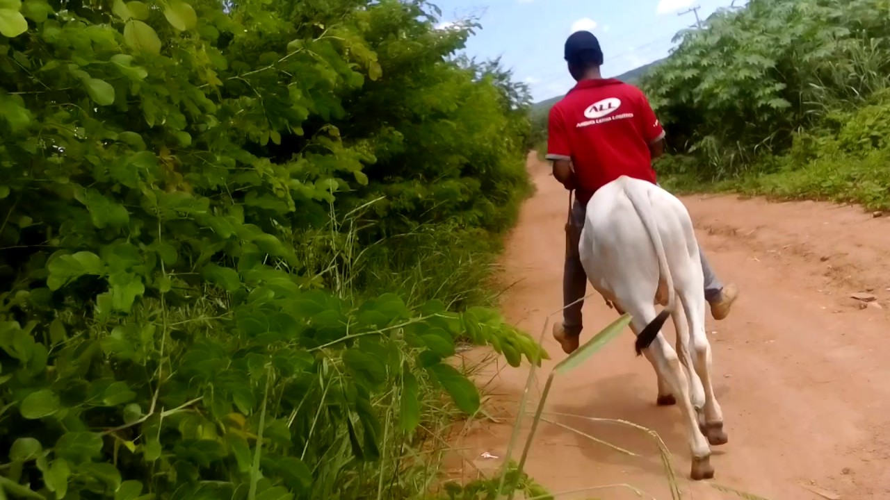 Nelore manso - YouTube