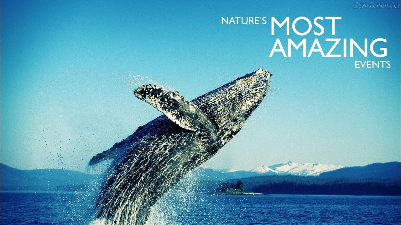 Discovery channel Nature's Most Amazing Events - YouTube