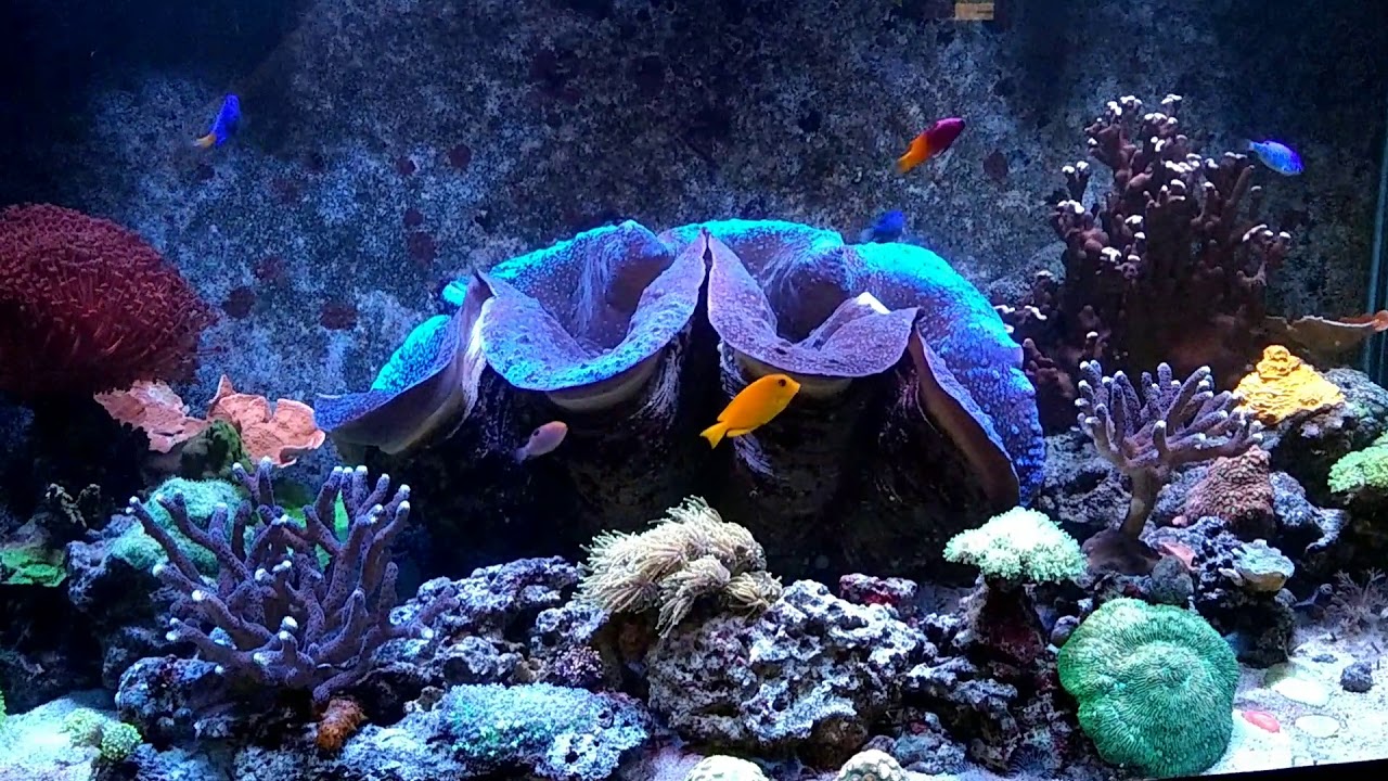 Gigas Clam Spawning 2019 - YouTube