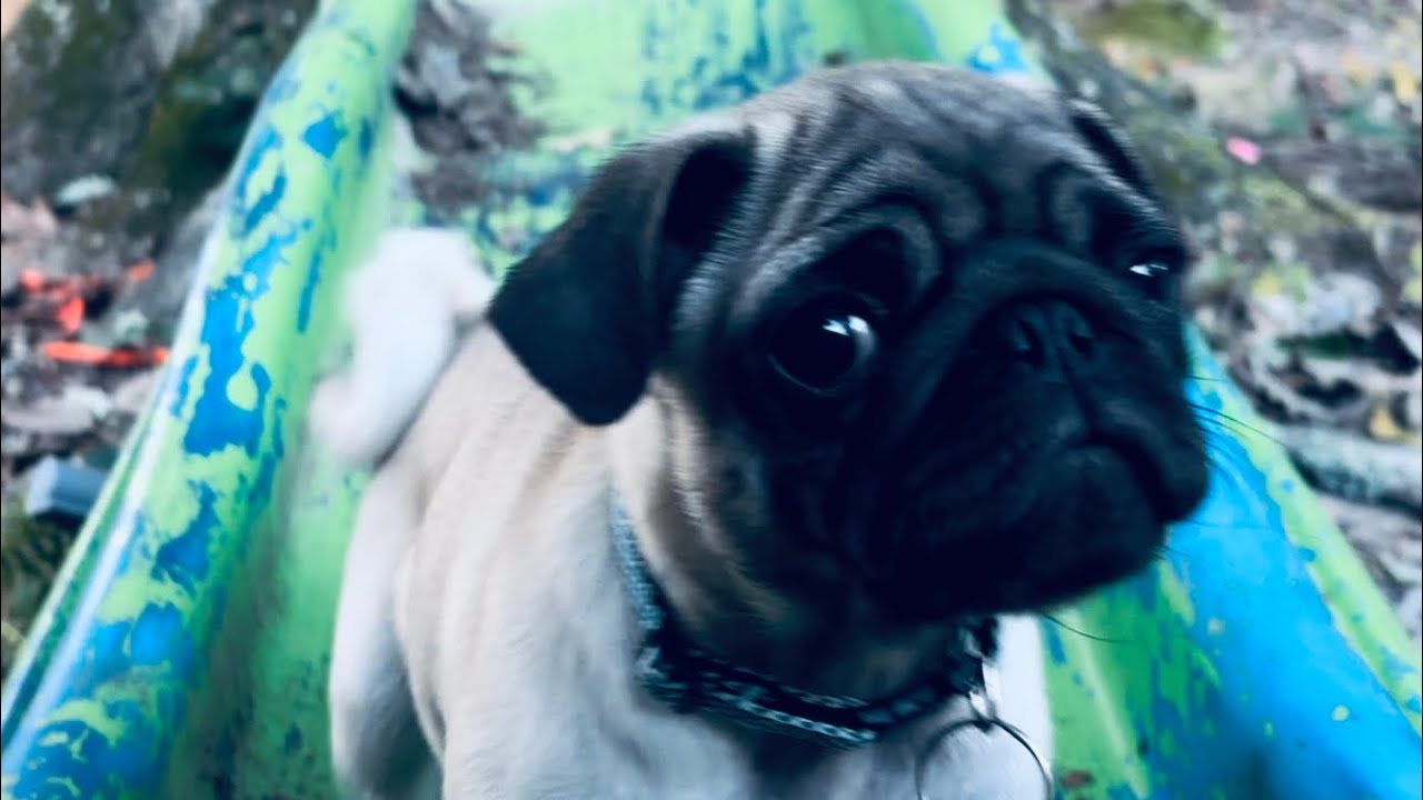 Good time Pug puppy sliding - YouTube