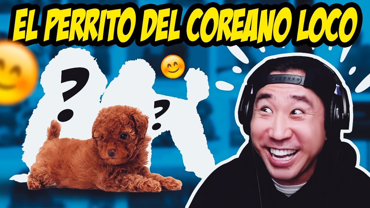Coreano Loco buscando perritos 😚 próxima mascota - YouTube