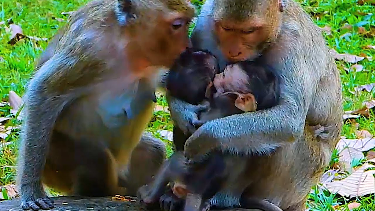Monkey & Primates, 2Young Mom Very Sweet Love Babies So Much , Natural ...