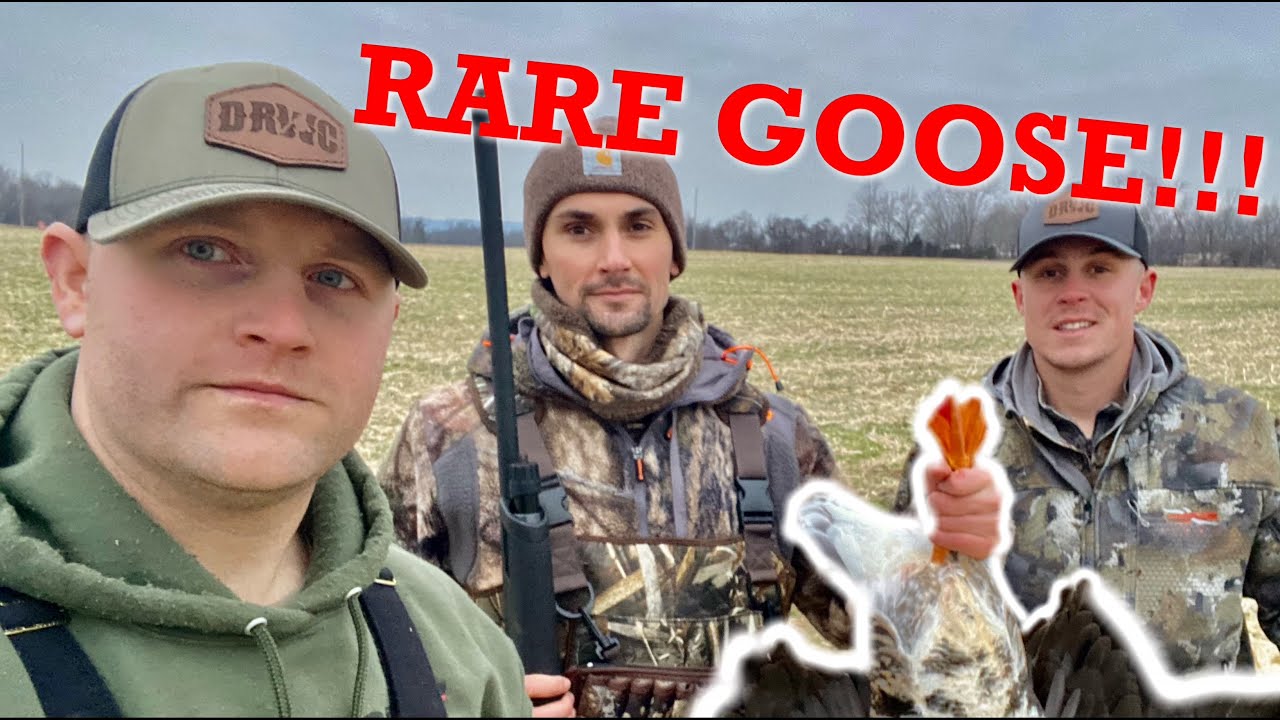 Kentucky Waterfowl Hunting - Rare Goose!!!! - YouTube
