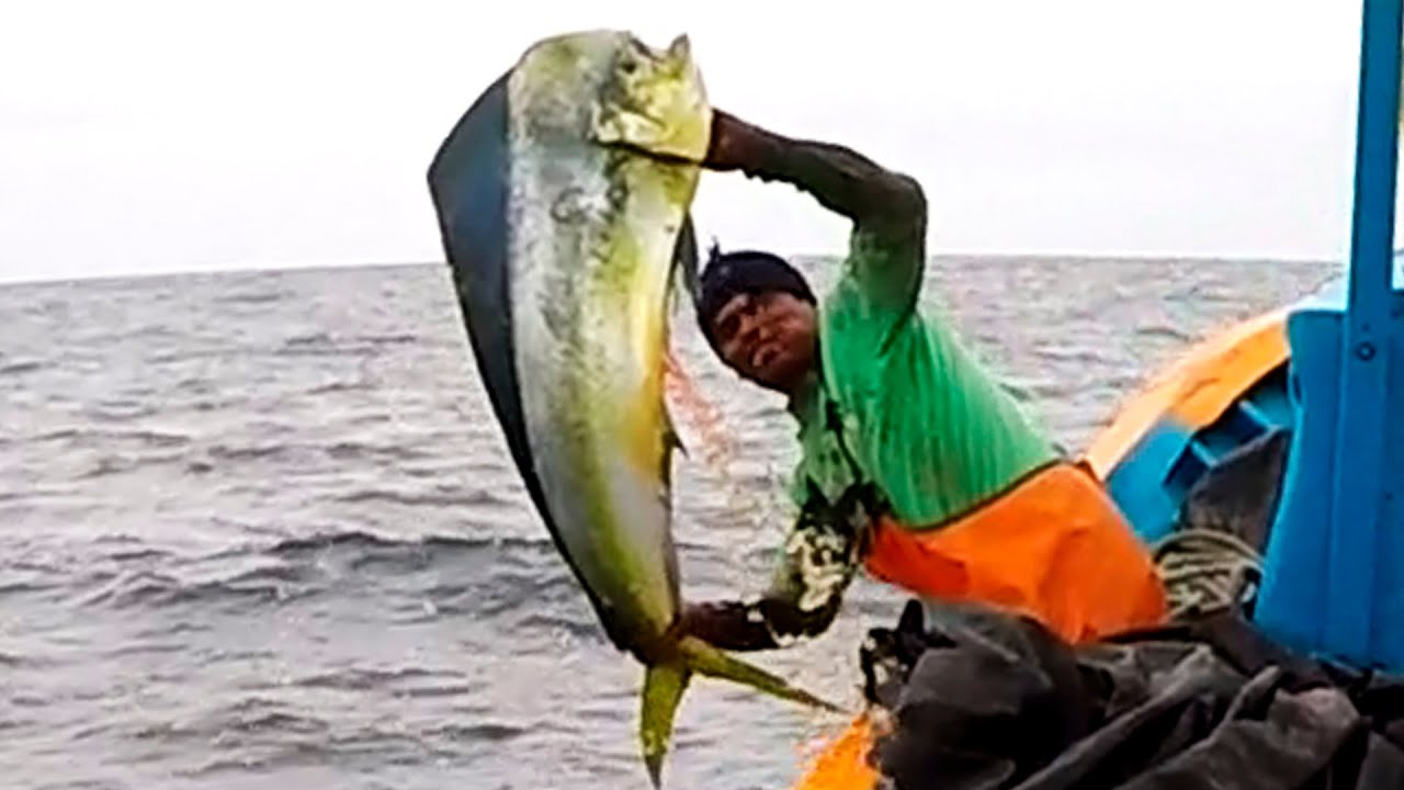 Mahi Mahi Ealaín Mahi Mahi 2025 Seasoning