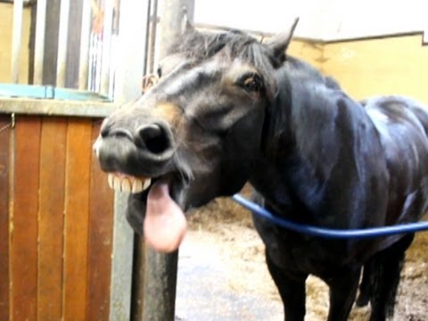 Horse making funny faces!!