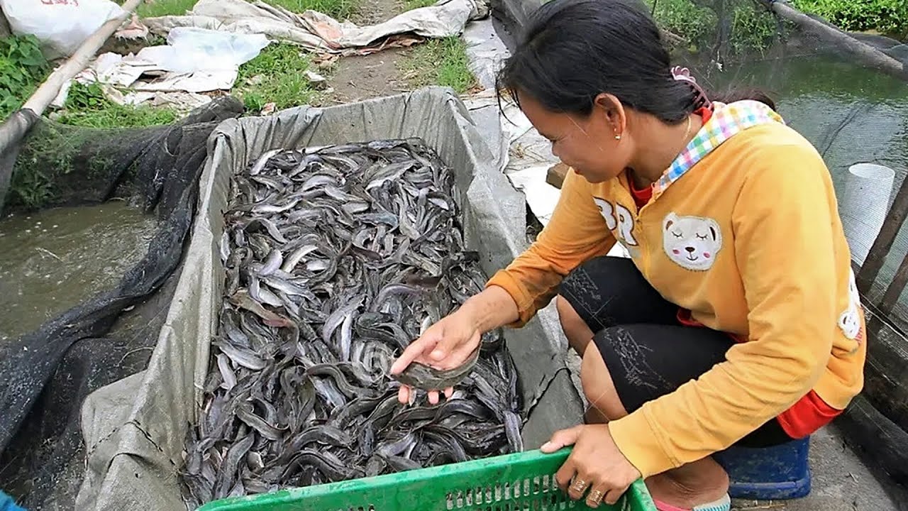 How Rock Salt Became an Effective Catfish Medicine - Here's how! - YouTube