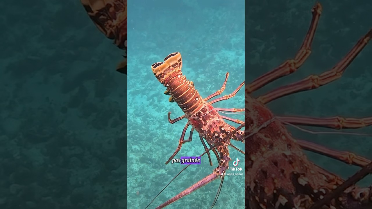 🔴 Langoustes au lasso ! 🔥 En Guadeloupe #pourtoi#shorts#spearfishing# ...