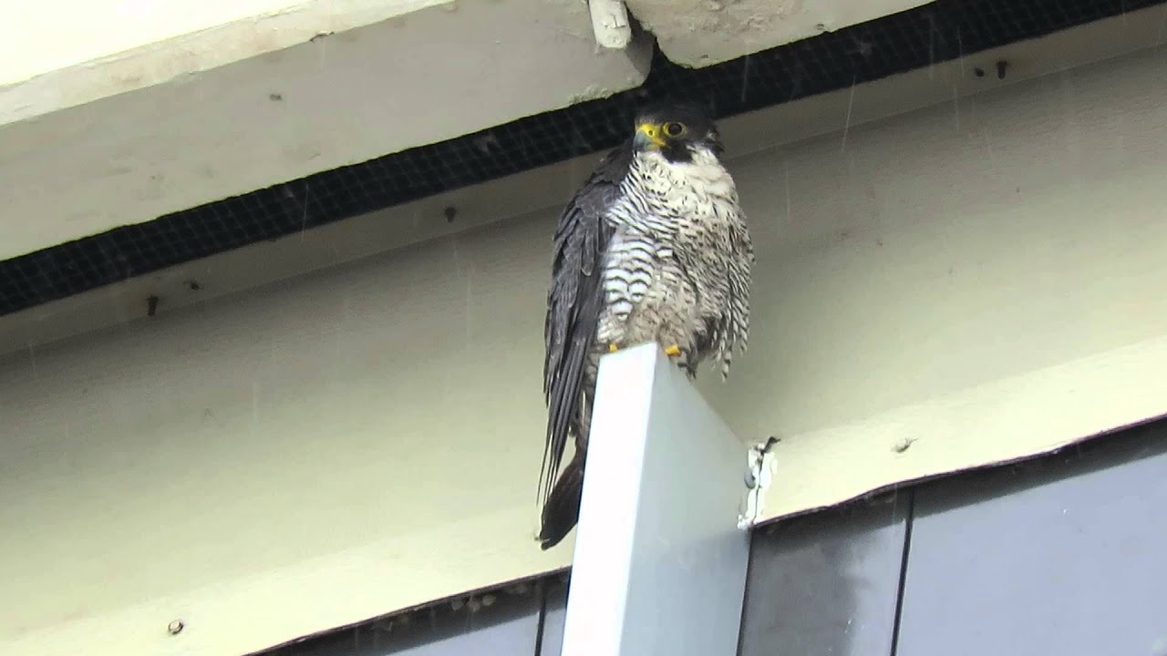 06/01/15 RHM Tiercel Peregrine Falcon @ Boeing Aerospace Bld MVI 0880 ...