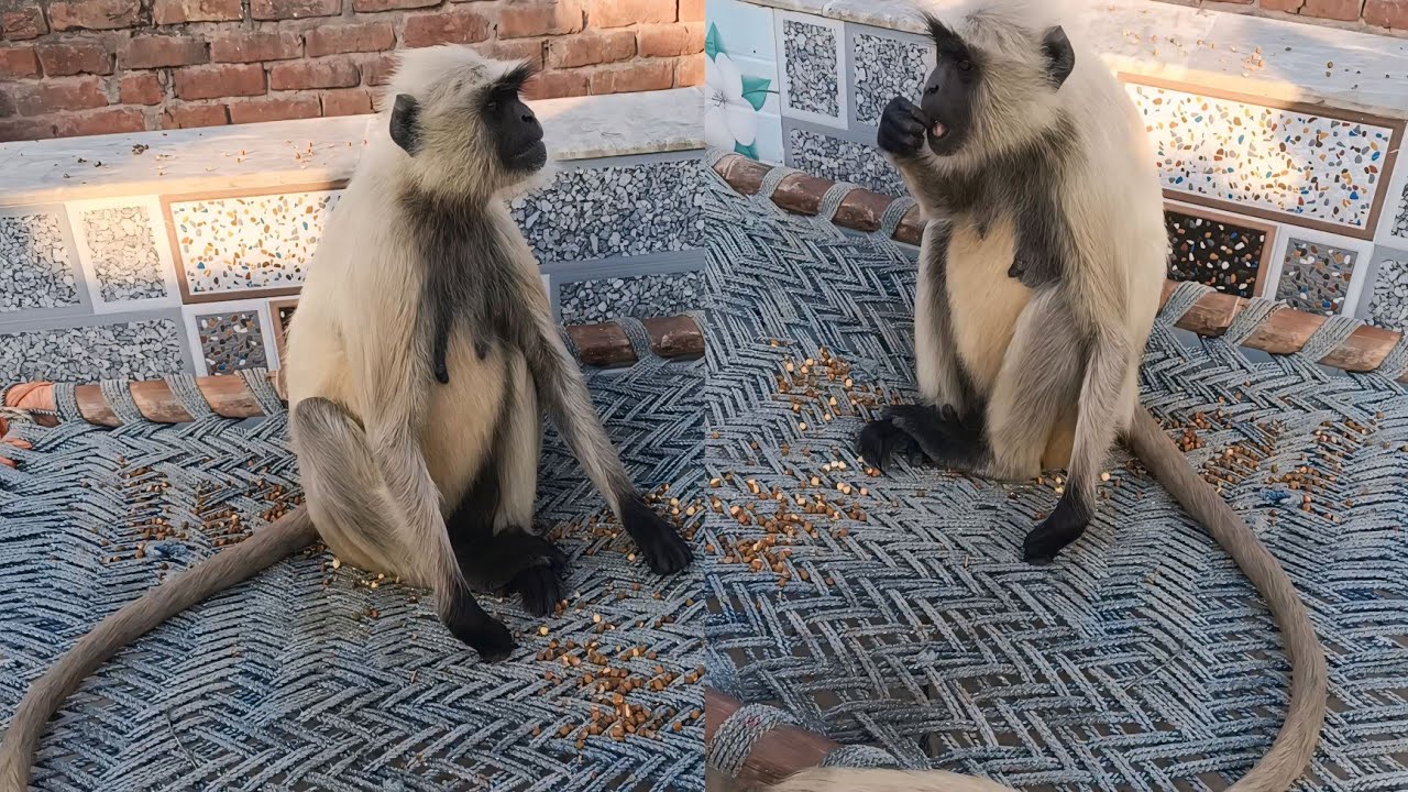 बंदर | Amazing Monkey Videos | Bandar Animal Fun | Cute & Funny Monkey ...