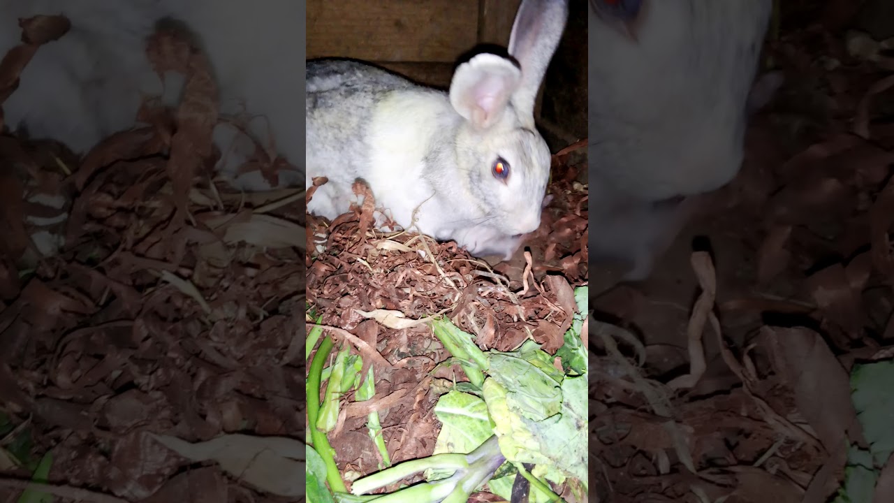 Baby rabbits breastfeeding - YouTube