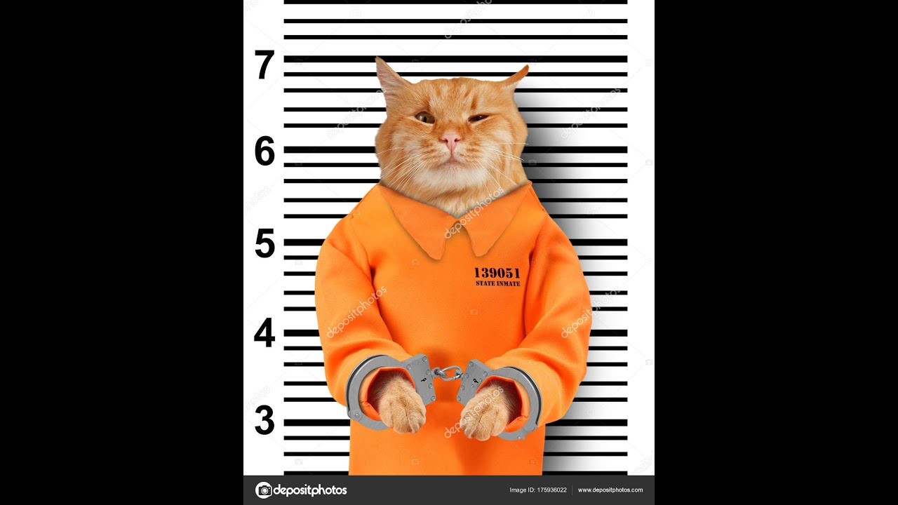 Maxwell the cat is a MENACE!!!! | CatVon | Tiktok Chinese Cat GoPro ...