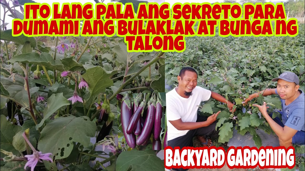 Paano maparami ang Bulaklak at Bunga ng TALONG? Fertilizer Guide - YouTube