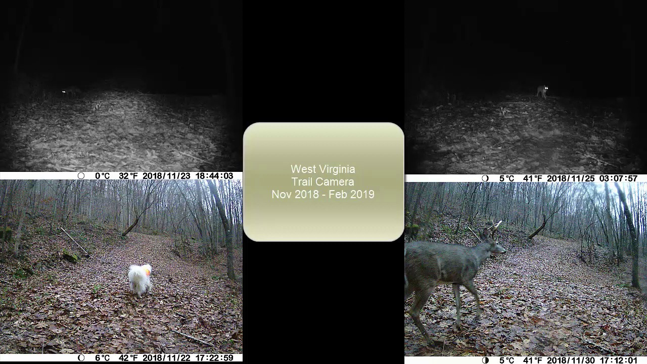 WV Trail Cam Nov 18 to Feb 19 - YouTube