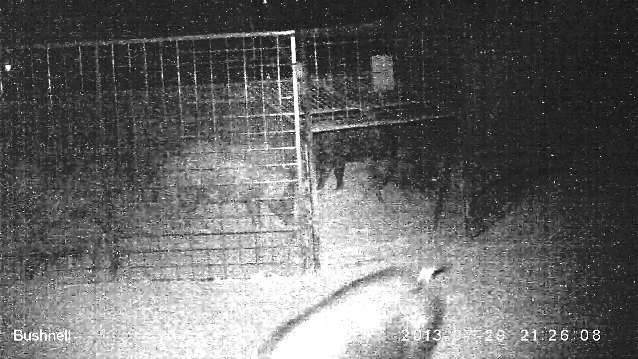 Cell Phone Traps 20 Hogs in Texas - YouTube