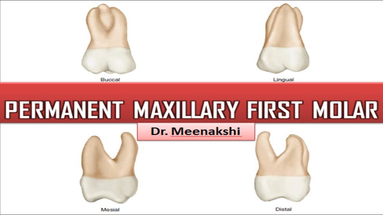 Permanent Maxillary First Molar - YouTube