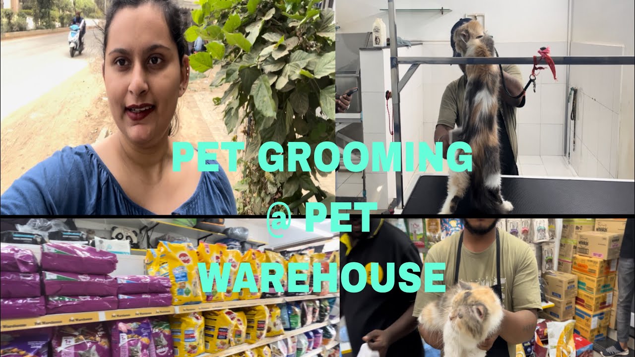 PET GROOMING | NEW CAT 🐈 | FIZA SHAIKH VLOGS | - YouTube