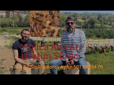 Ana Arı Nasıl Üretilir?  Yığılca Ana Arı Üretim Süreci A’dan Z’ye Bu video da.. Bu video Kaçmaz.