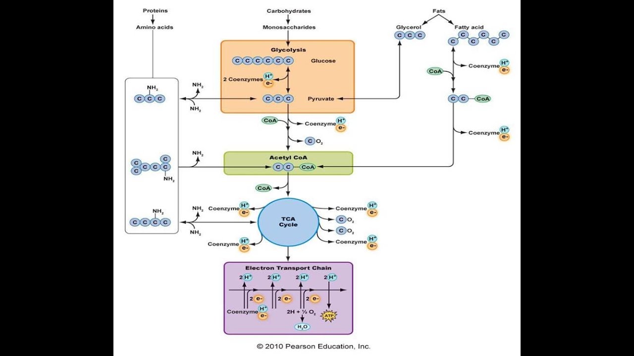 Energy Production - Fats and Proteins - YouTube