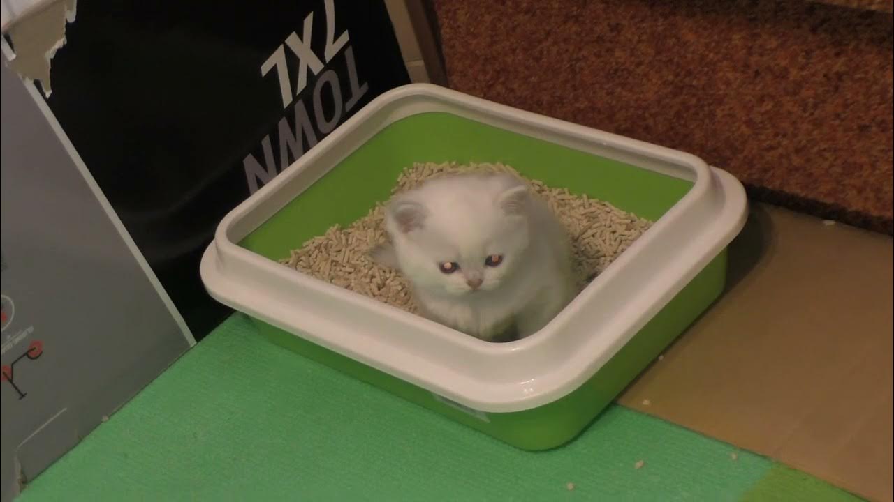 Маленький котенок с детства приученный к лотку - YouTube