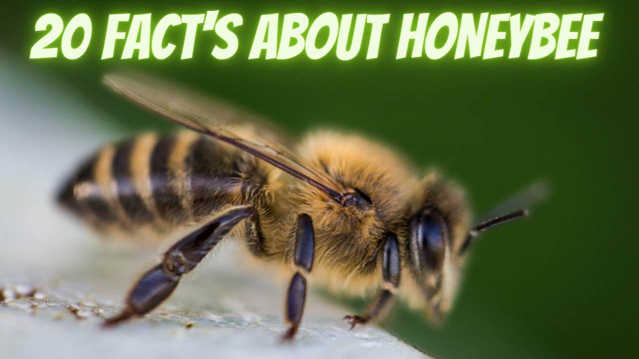 HONEYBEE! 20 FACT'S ABOUT HONEYBEE! DESCRIPTION OF HONEYBEE - YouTube