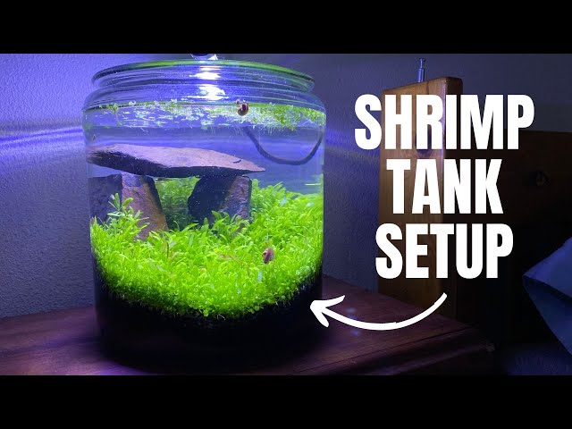 Ghost Shrimp Aquarium Setup Pet Shrimp: Guide For Care, Tank Setup,
