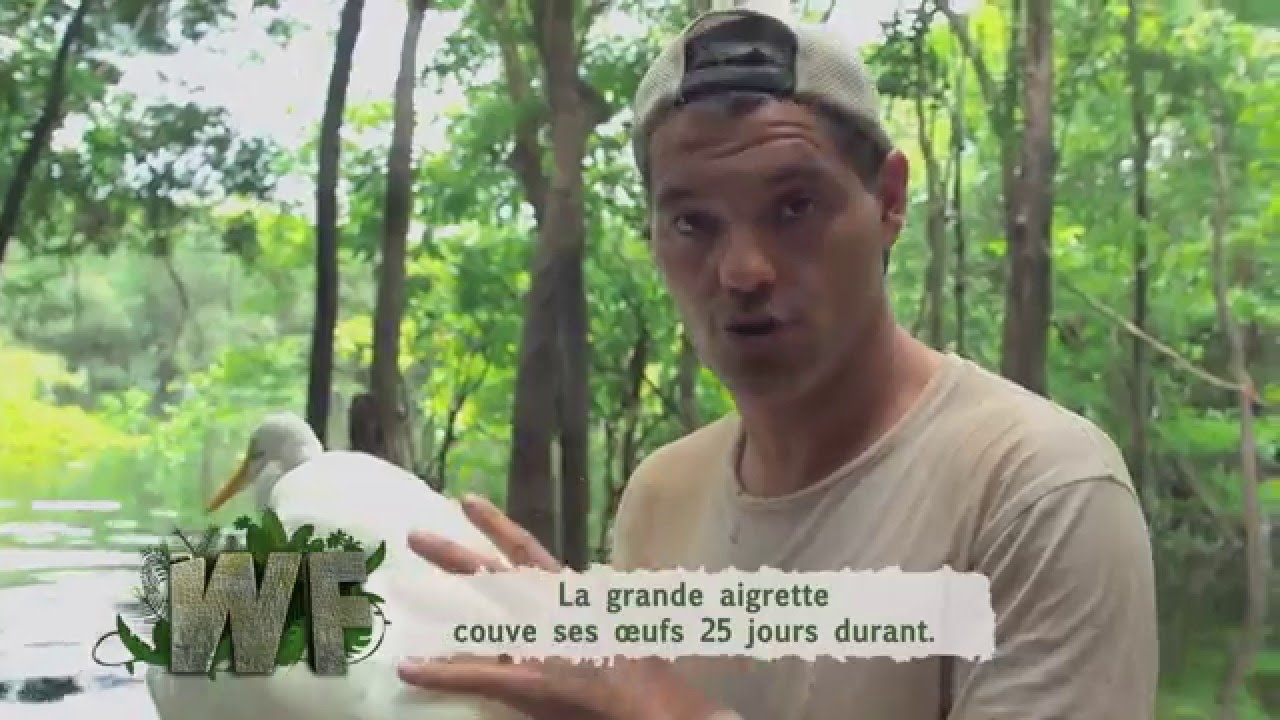 Wild Frank: il attrappe un Héron à mins nues ! - YouTube