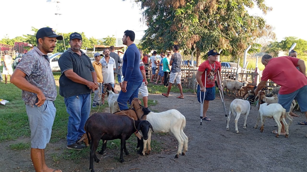 NA FEIRA DO BODE E CARNEIROS DE LIMOEIRO PE 03 DE ABRIL 2025 - YouTube