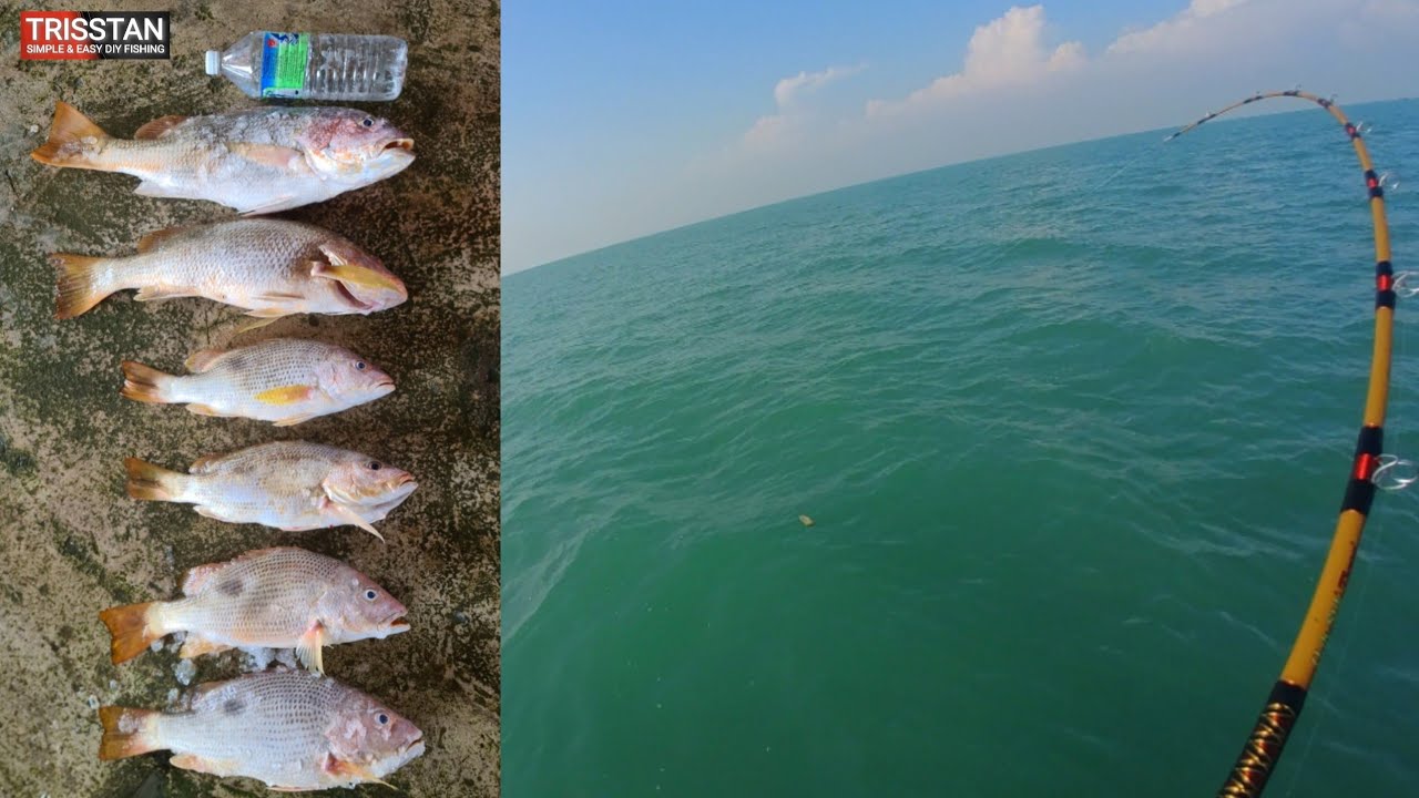Jenahak Pulau Angsa, Kuala Selangor | Bottom Fishing Golden Snapper ...
