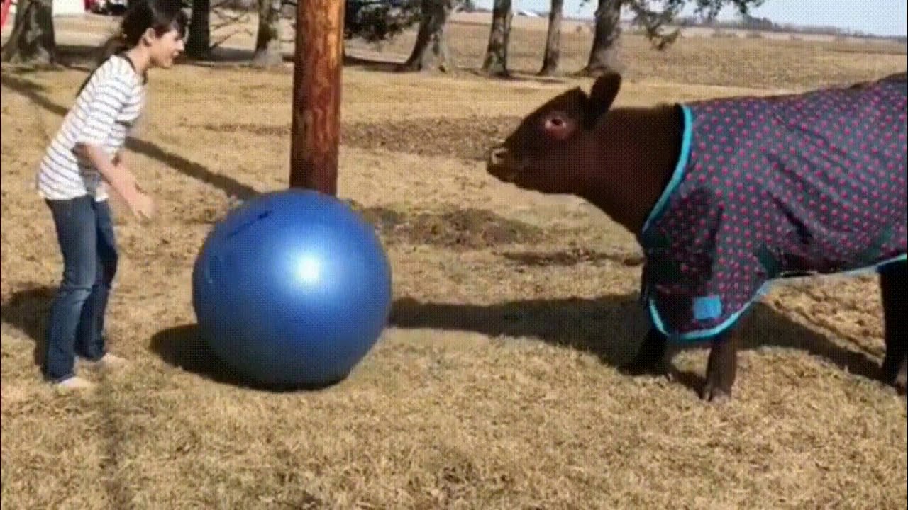 Cow playing ball - YouTube